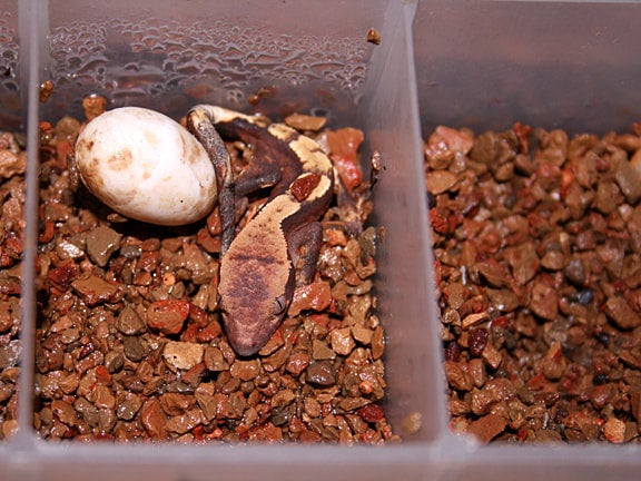hatching gecko