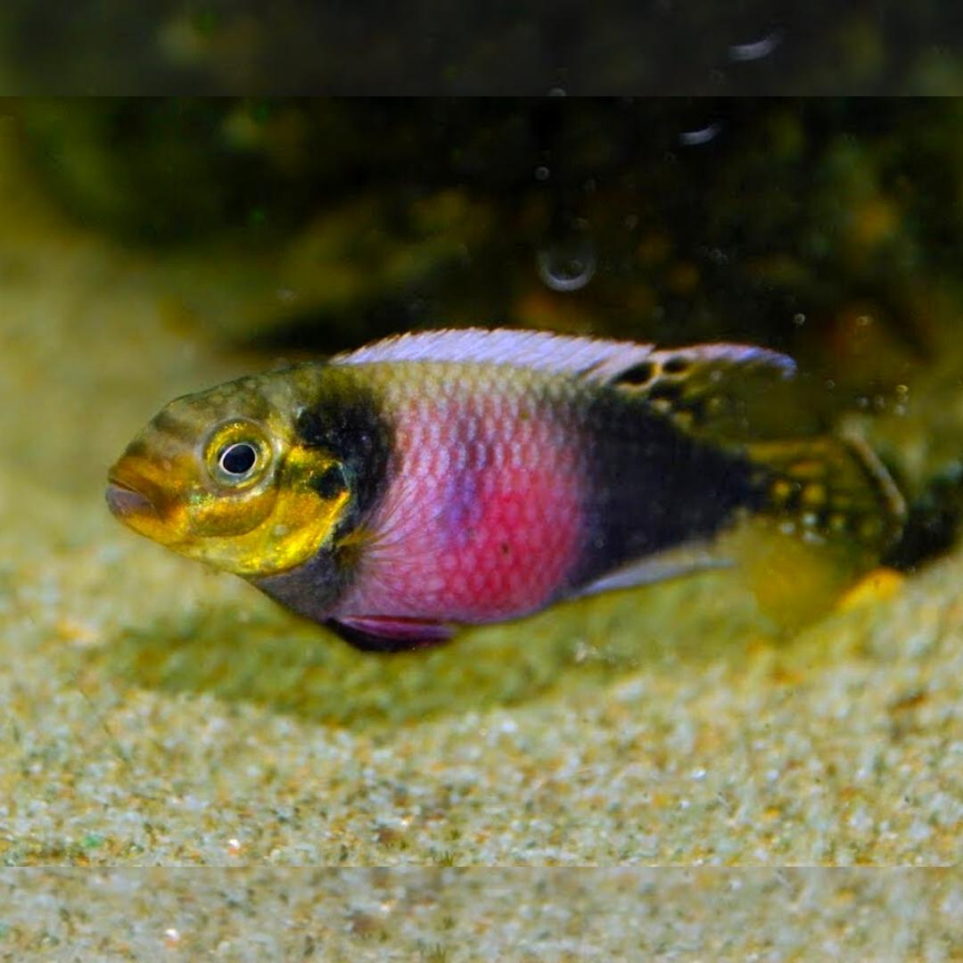 pelvicachromis