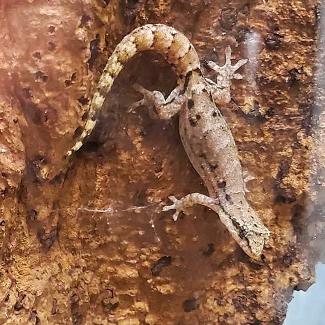 mourning gecko