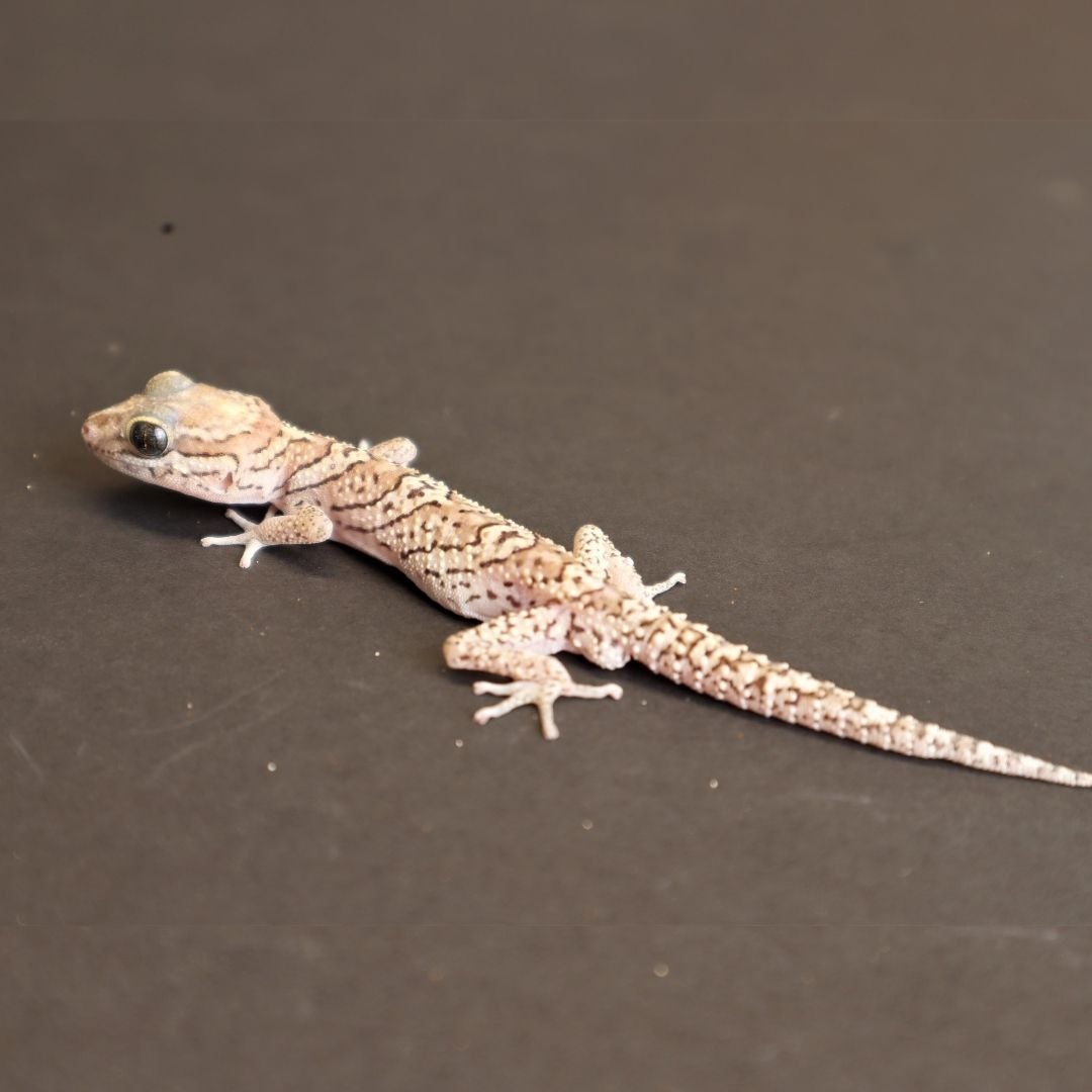 Paroedura picta for sale | Supreme Gecko
