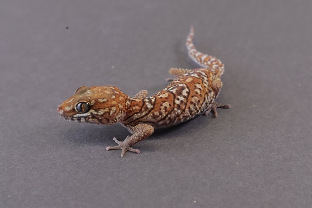 Supreme Gecko