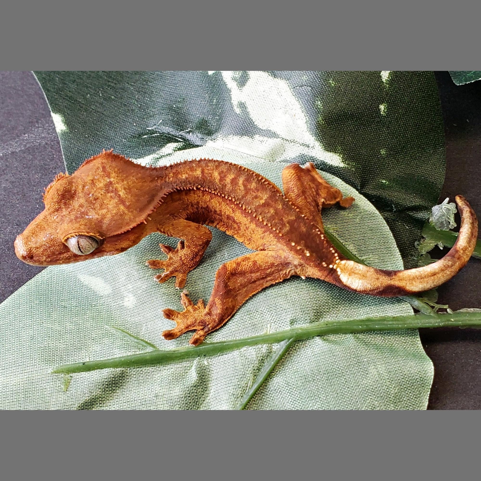 orange patternless crested gecko