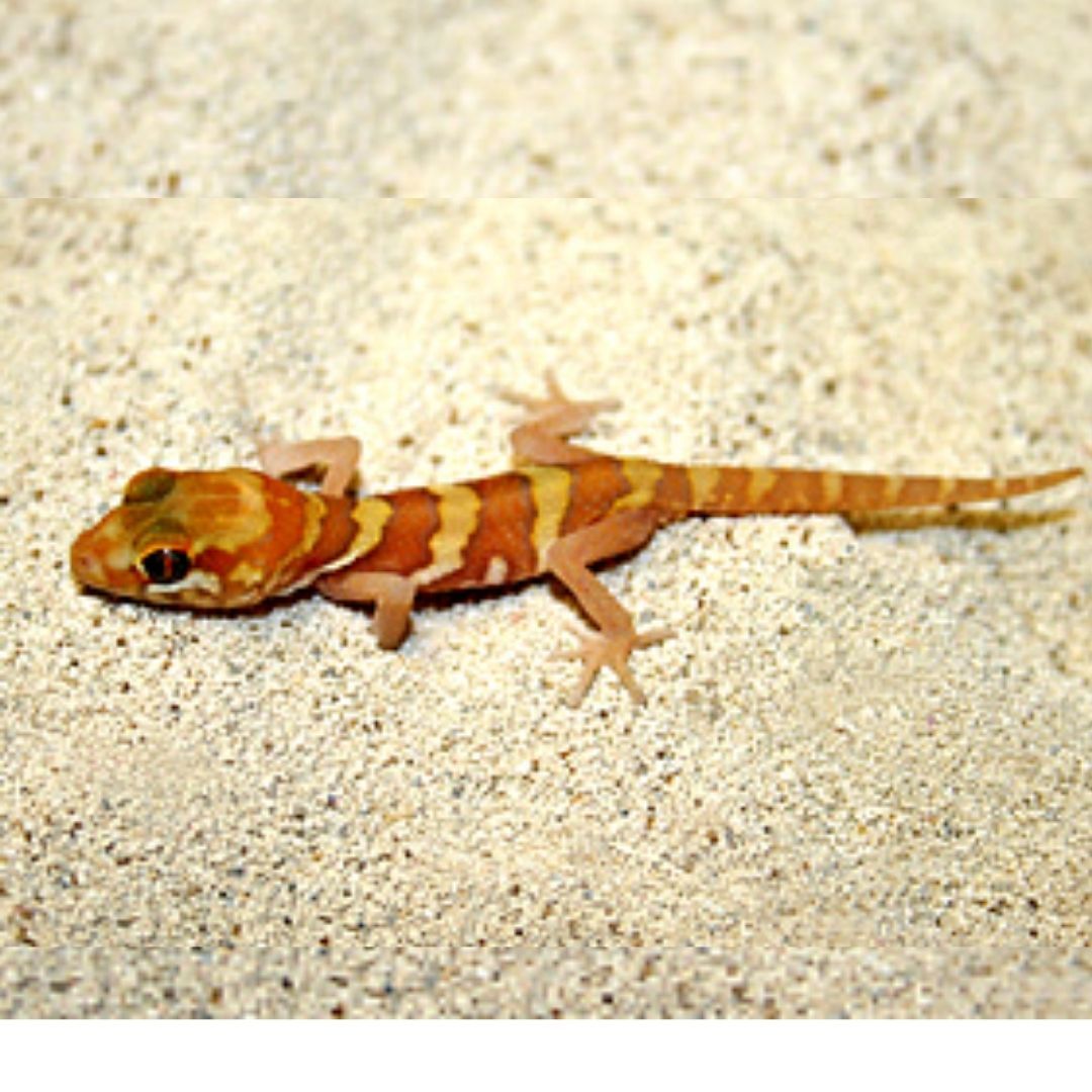 Paroedura picta 2 month old for sale | Supreme Gecko