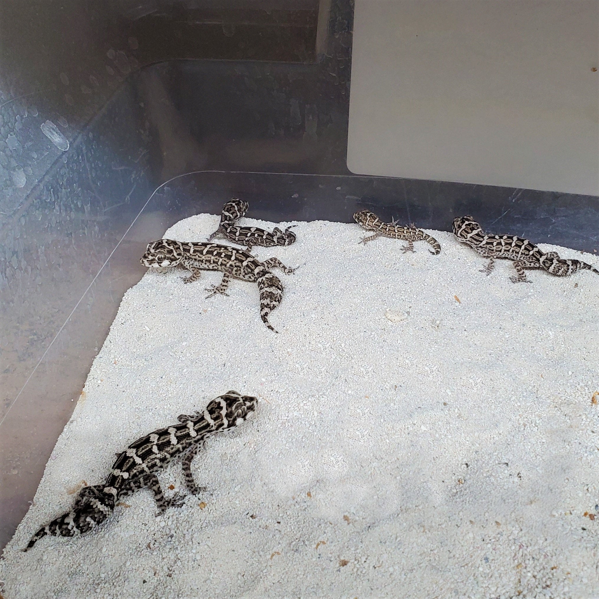Hemidactylus imbricatus - Viper Gecko For Sale | Supreme Gecko