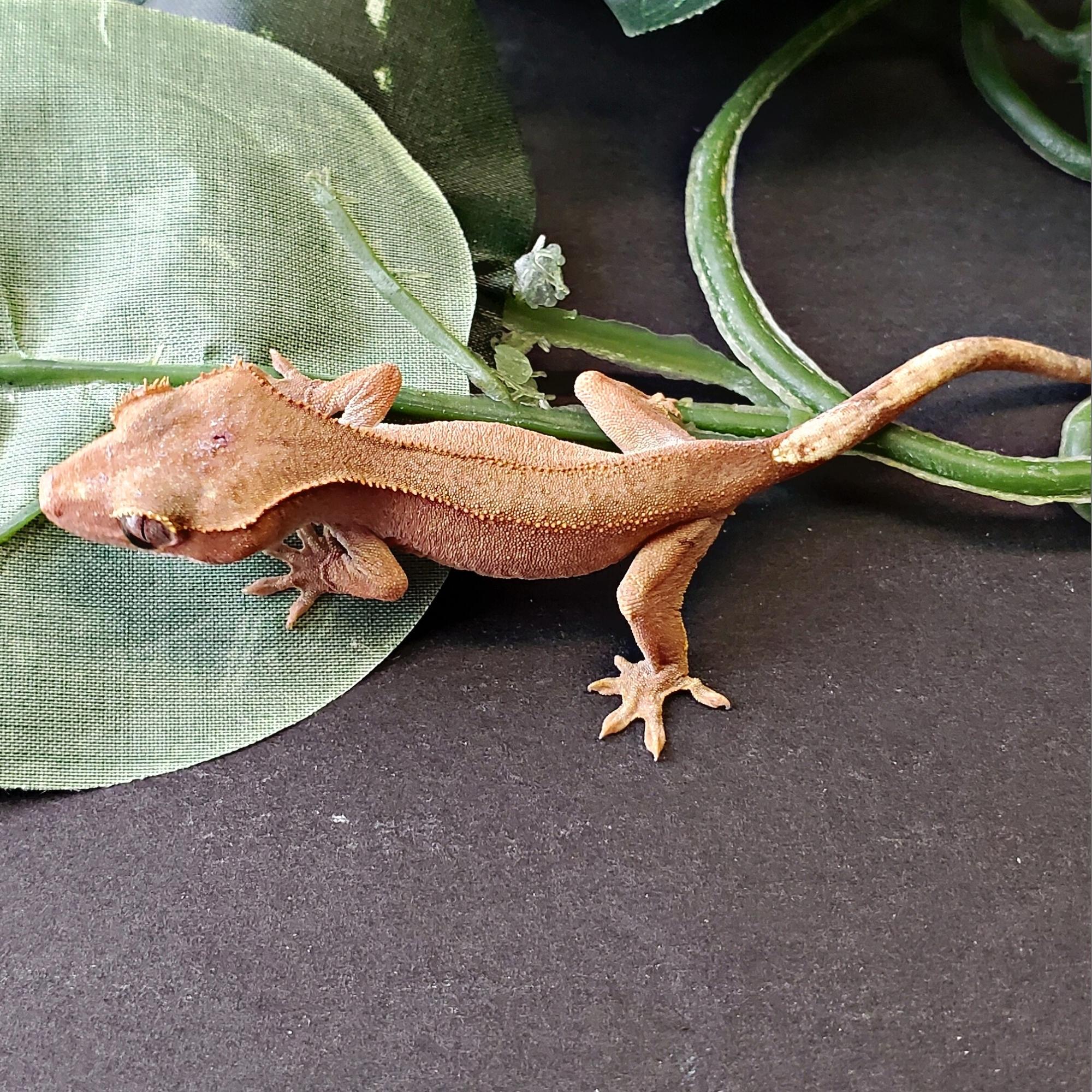 Patternless Crested Gecko