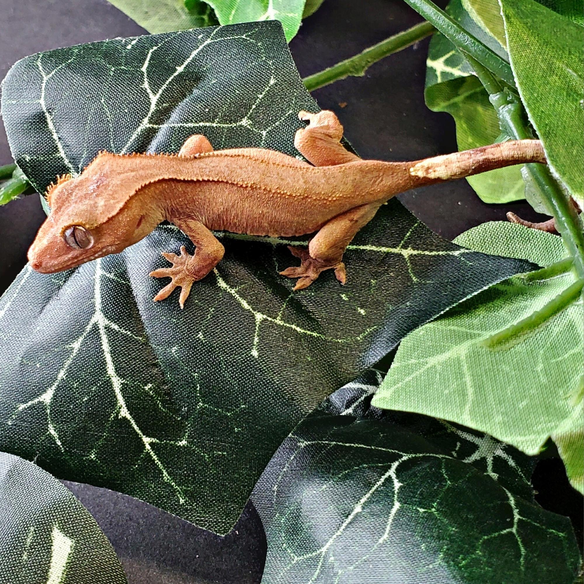 Patternless Crested Gecko