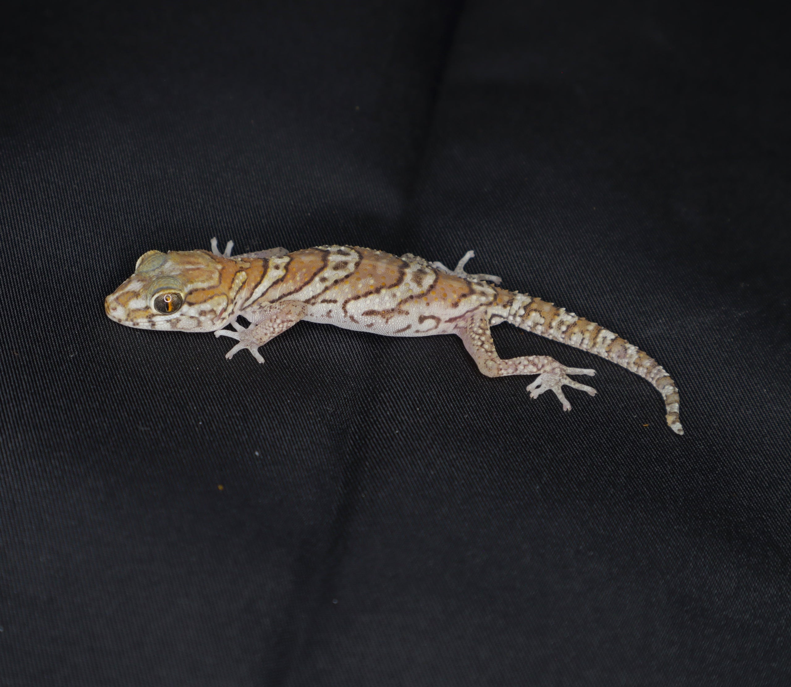 Paroedura picta for sale | Supreme Gecko