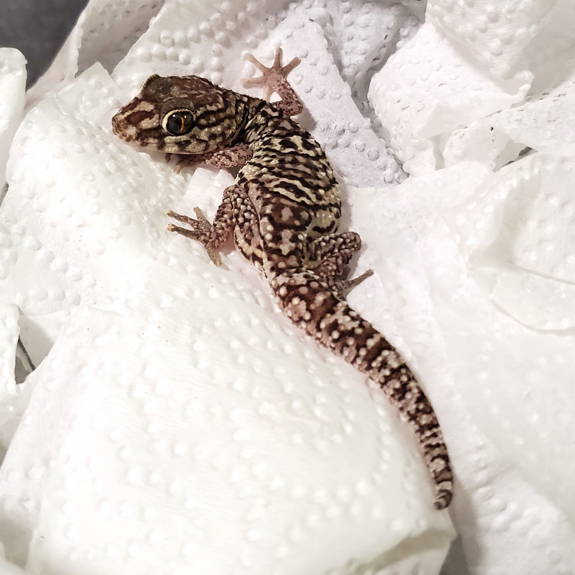 Paroedura picta for sale | Supreme Gecko
